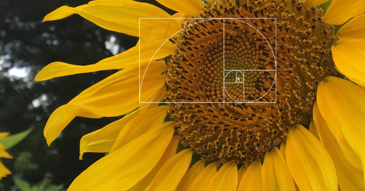 5 Fun Facts To Celebrate Fibonacci Day COMSOL Blog
